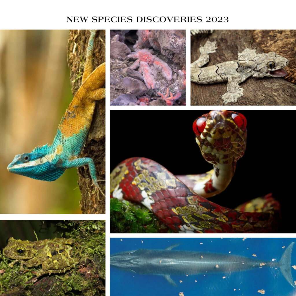 Discovery of New Species - News