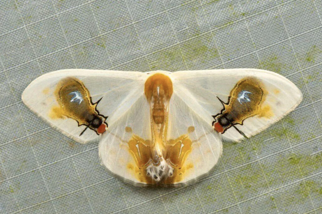 Meet the World's Most Revolting Moth - Discussed on our Podcast