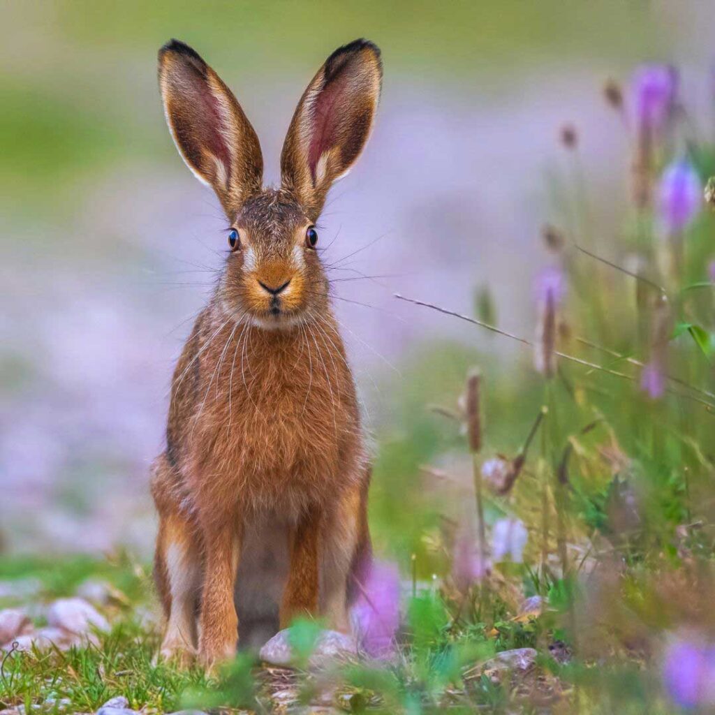 Spring Equinox: A Season of Renewal and Animal Symbolism - Rockford's ...