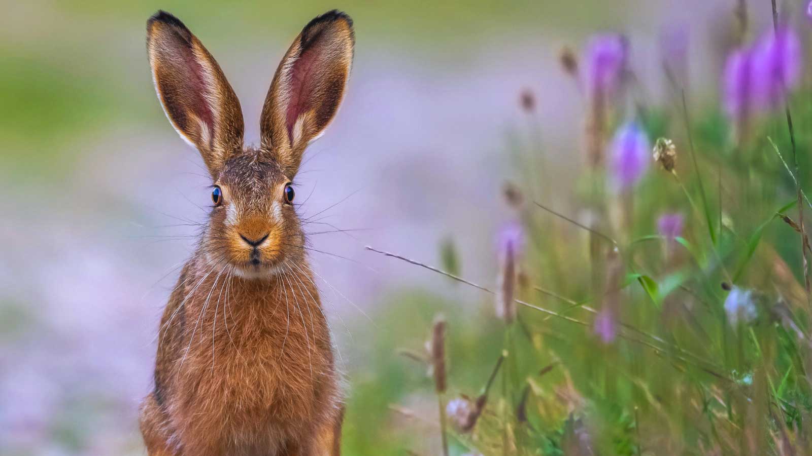 Spring Equinox: A Season of Renewal and Animal Symbolism - Rockford's ...