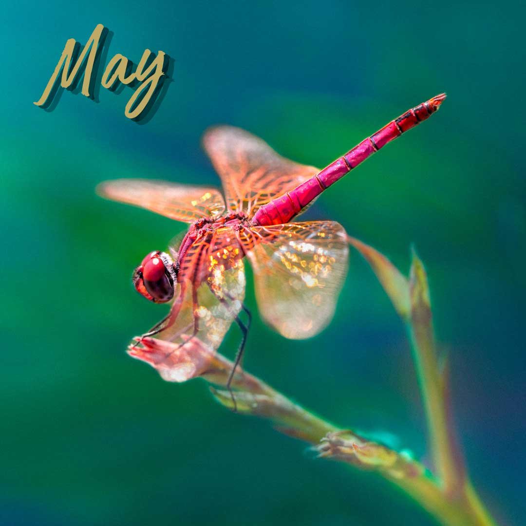 May Magic: Unveiling Nature's Little Secrets - Rockford's Rock Opera ...