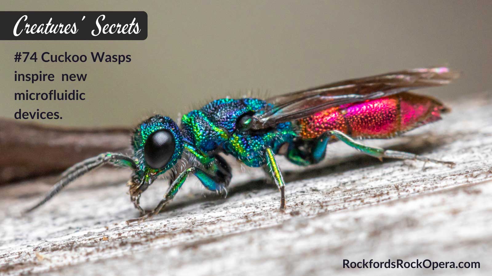 Cuckoo Wasps inspire Biomimicry - Rockford's Rock Opera - Children's ...