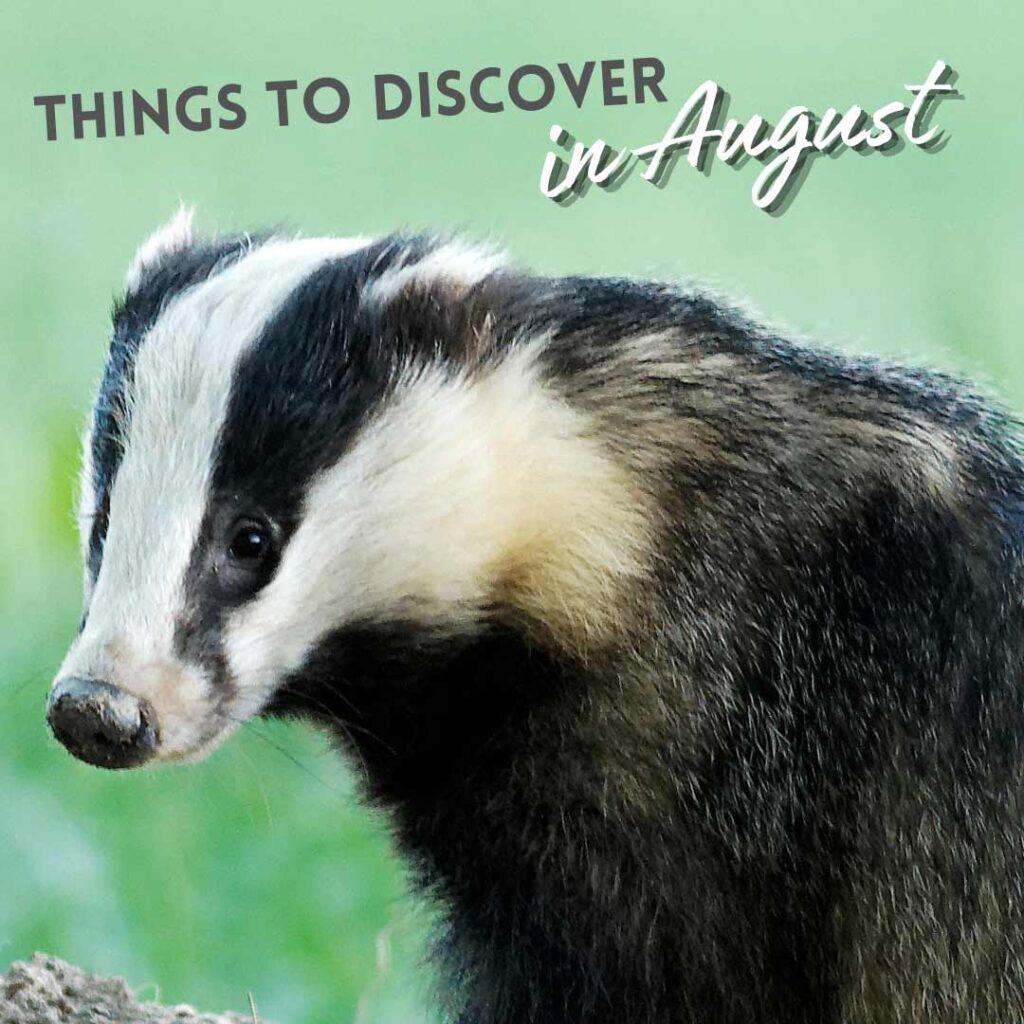Wildlife in August - What to look out for - Rockford's Rock Opera ...