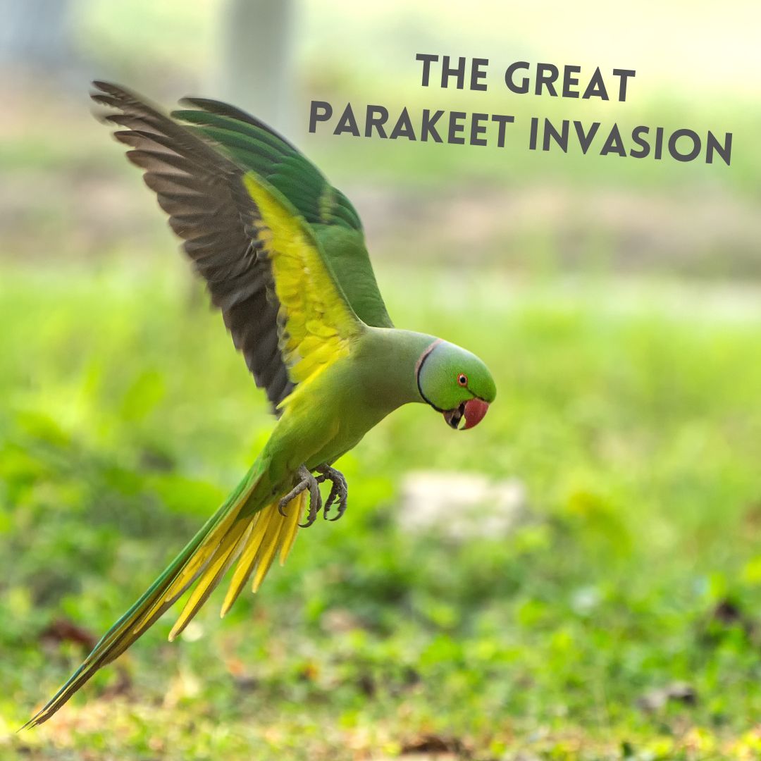 The Great Parakeet Invasion