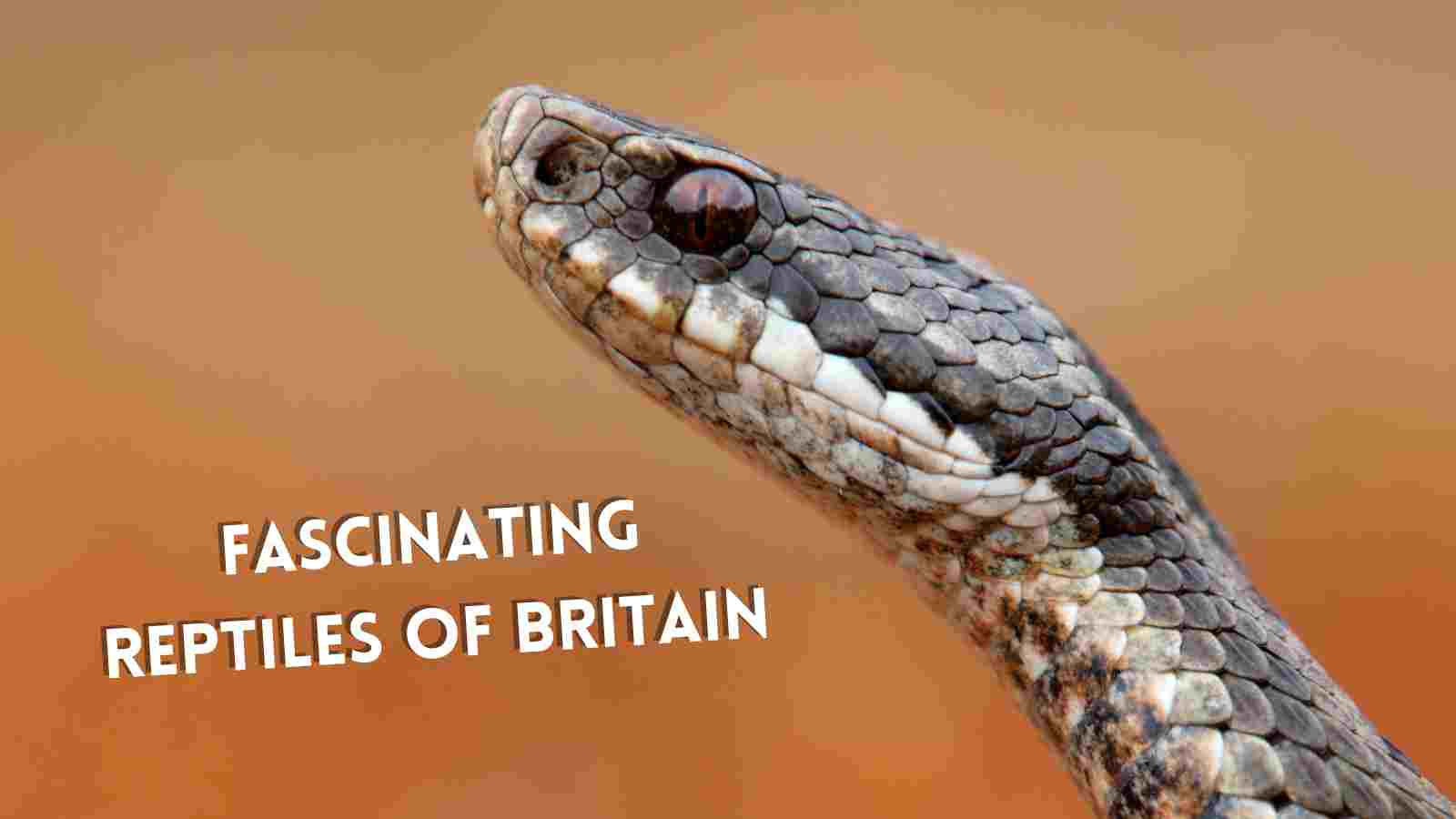 Reptiles of the UK: A Glimpse into Their World