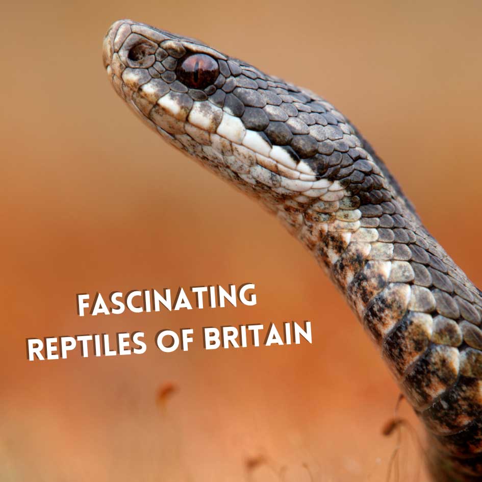Reptiles of the UK: A Glimpse into Their World