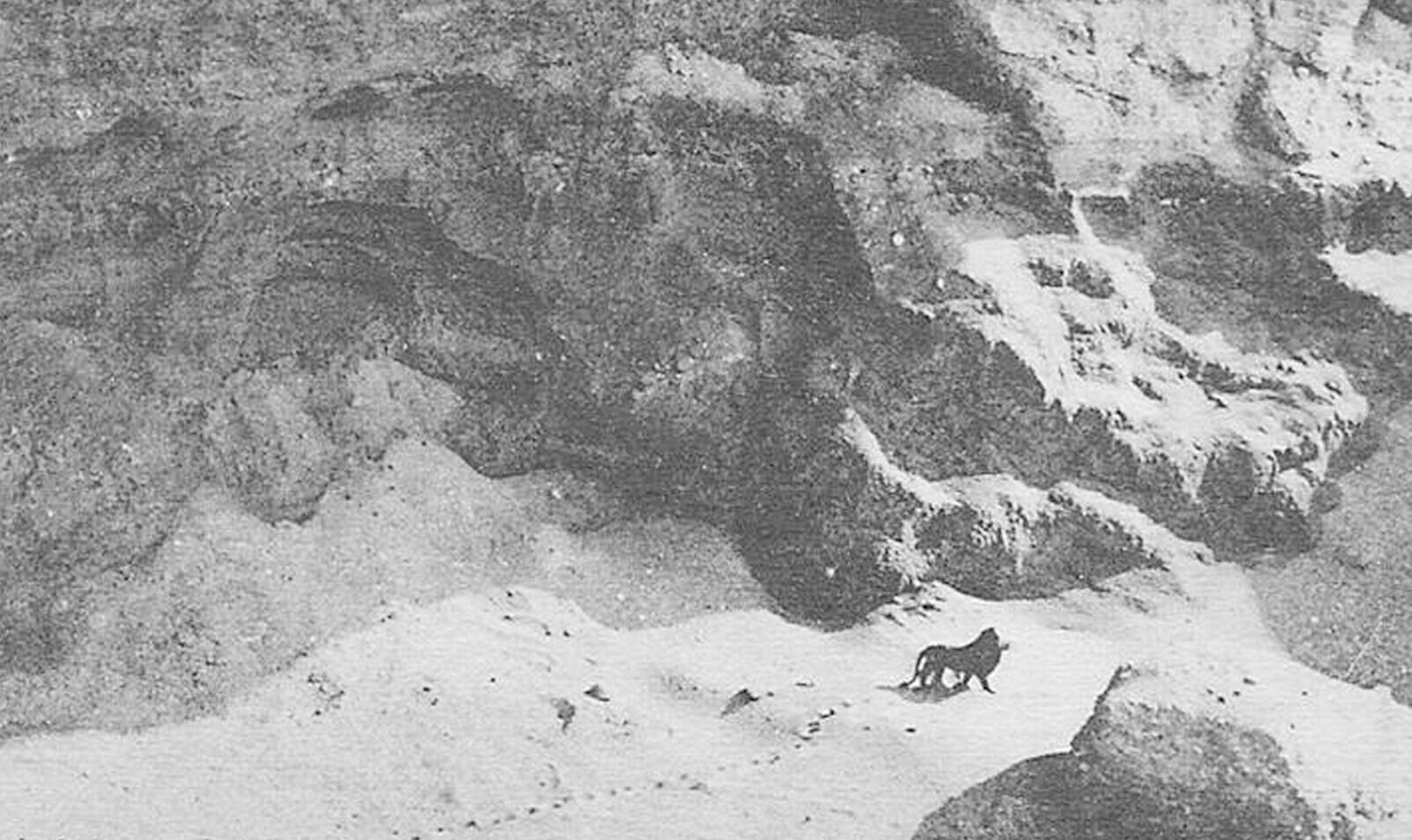 The Majestic Barbary Lion: A Symbol of Extinction and Hope