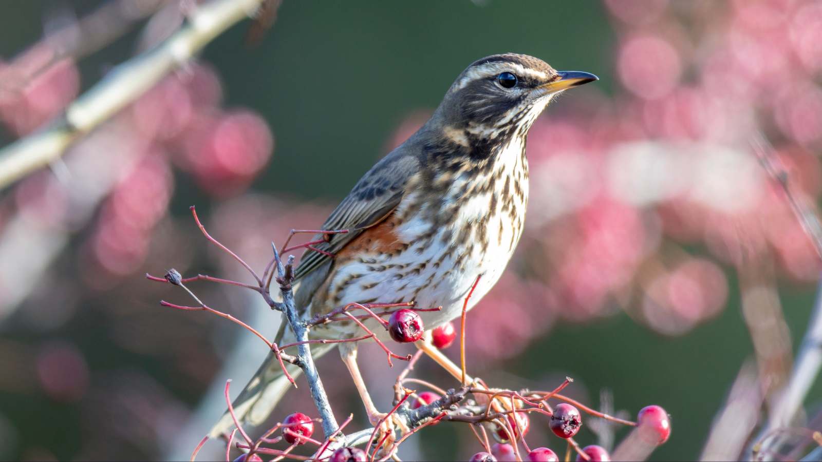 A Guide to Nature in December