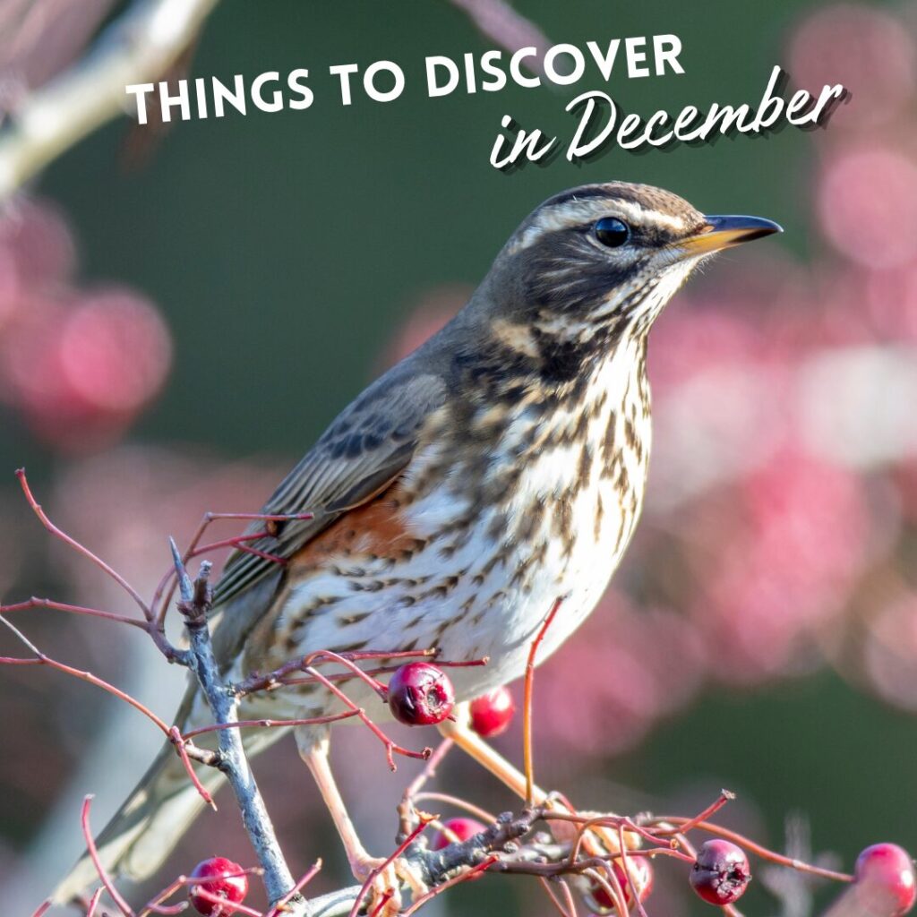 A Guide to Nature in December