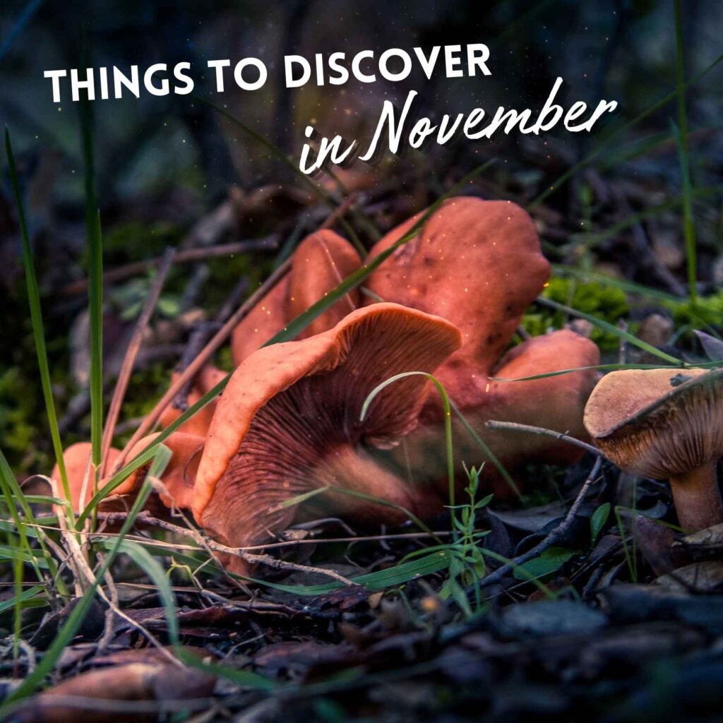 Explore November Nature in the UK - Rockford's Rock Opera - Children's ...