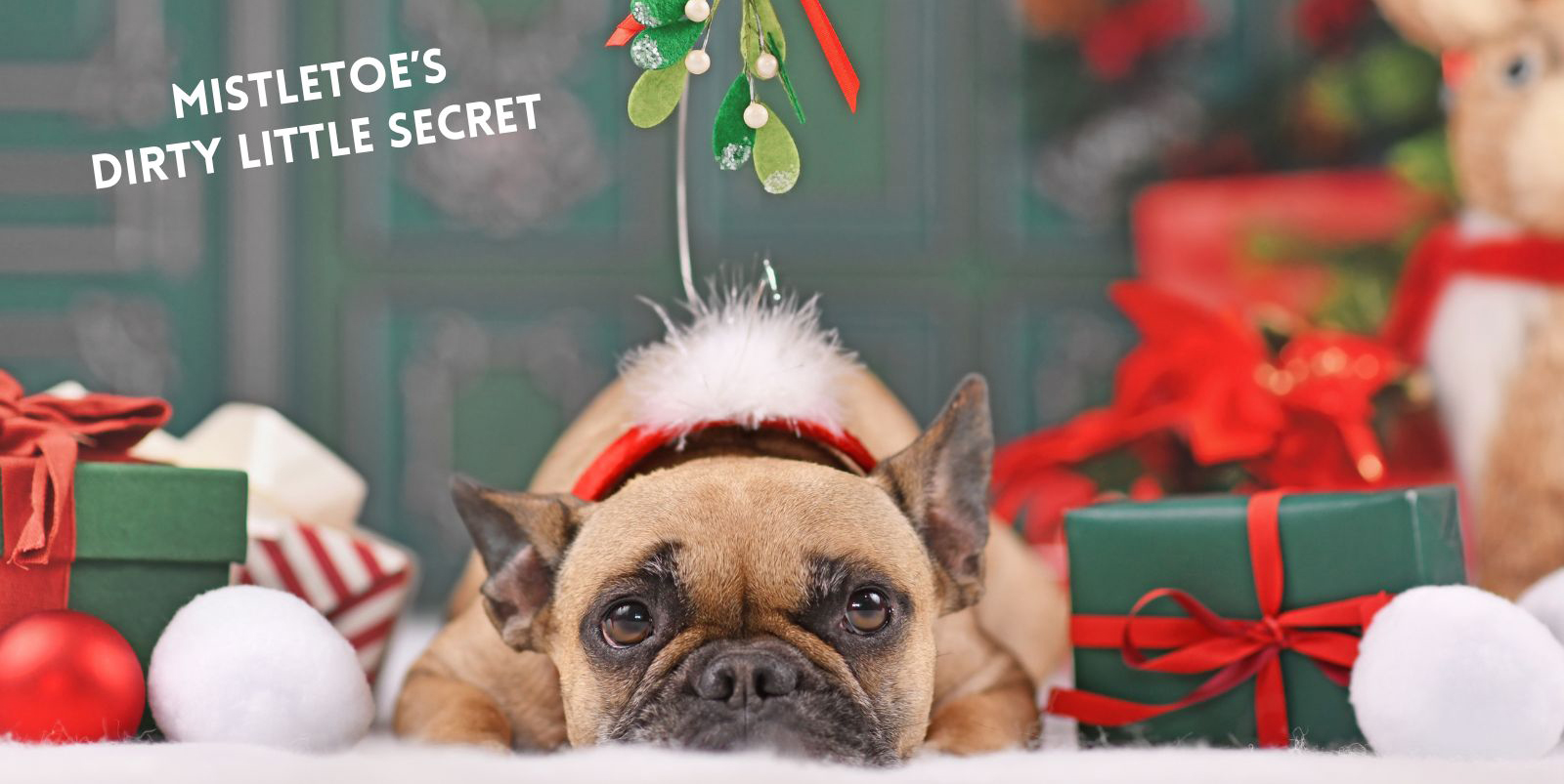 The Magic of Mistletoe: Nature’s Festive Parasitic Plant