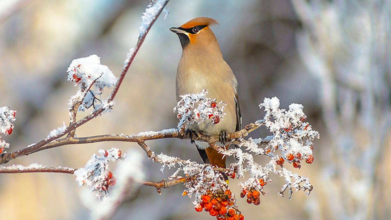 The Ultimate Guide to Nature in January 2025