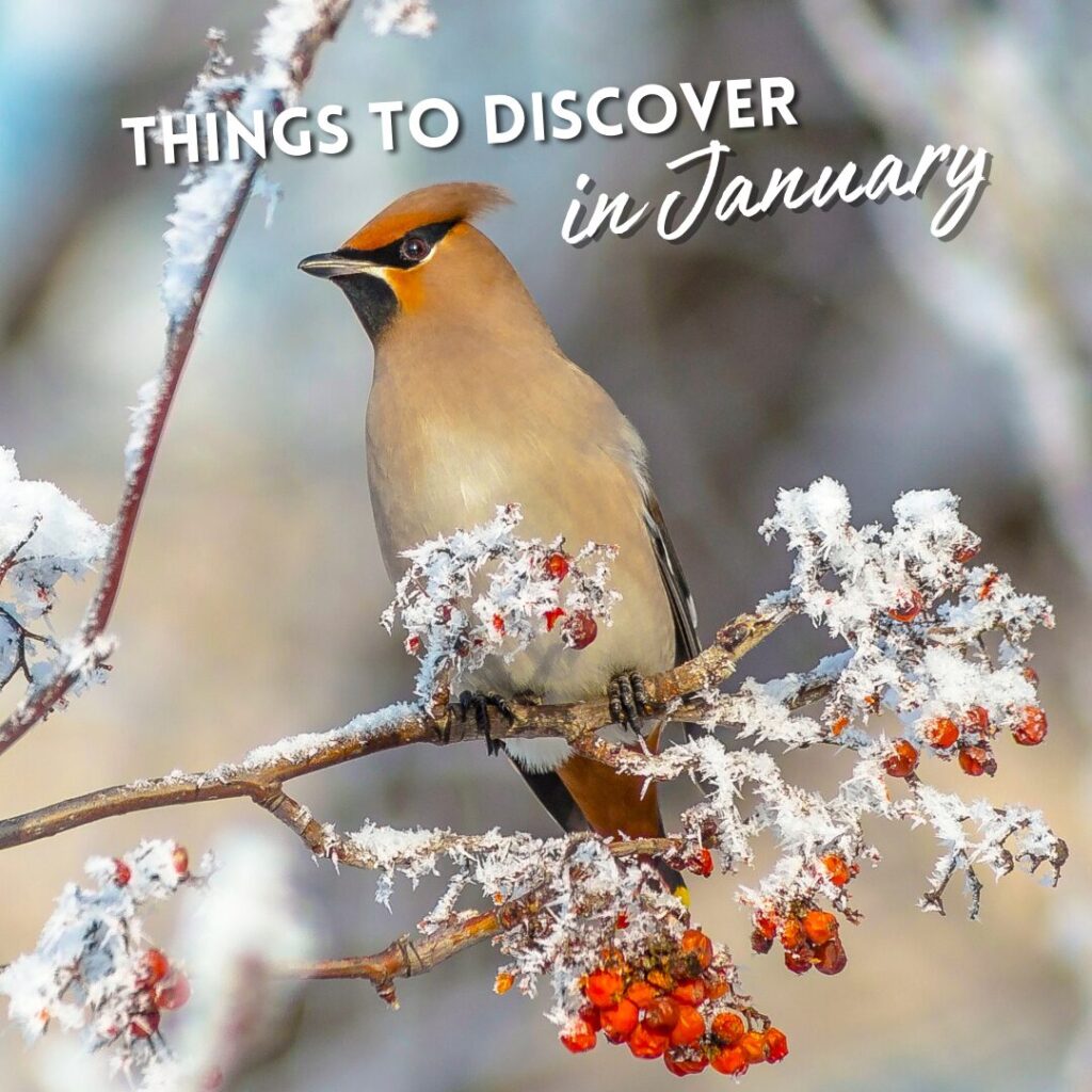 The Ultimate Guide to Nature in January 2025