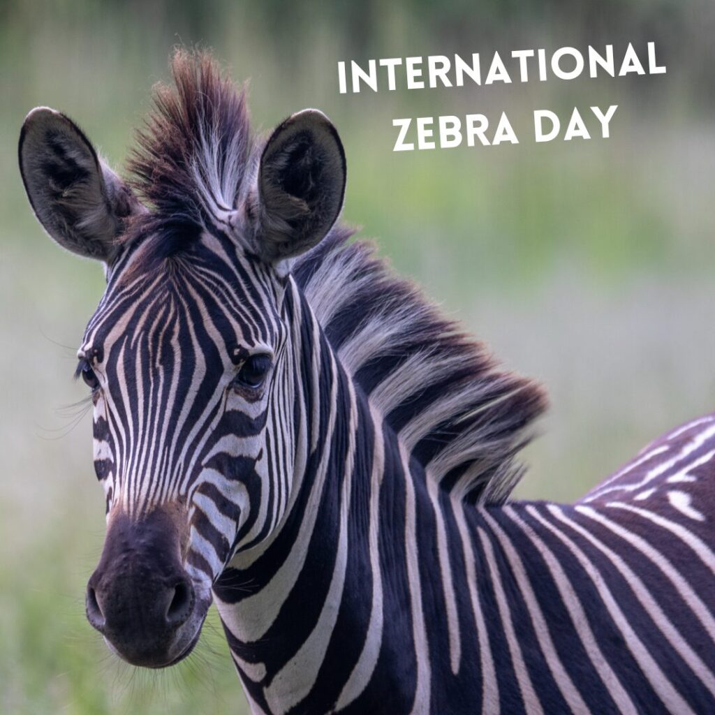 Zebras Fun Facts and Biomimicry Inspirations