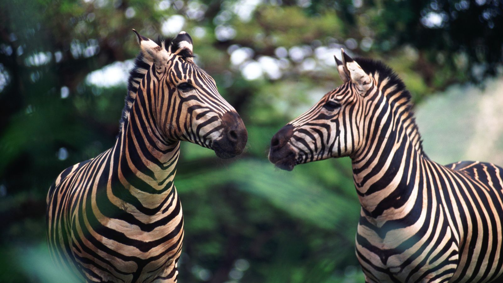Zebras Fun Facts and Biomimicry Inspirations