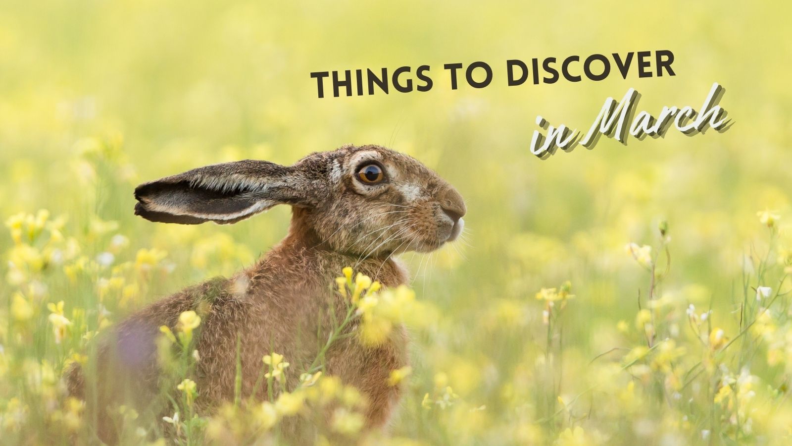 What Happens in Nature in March?