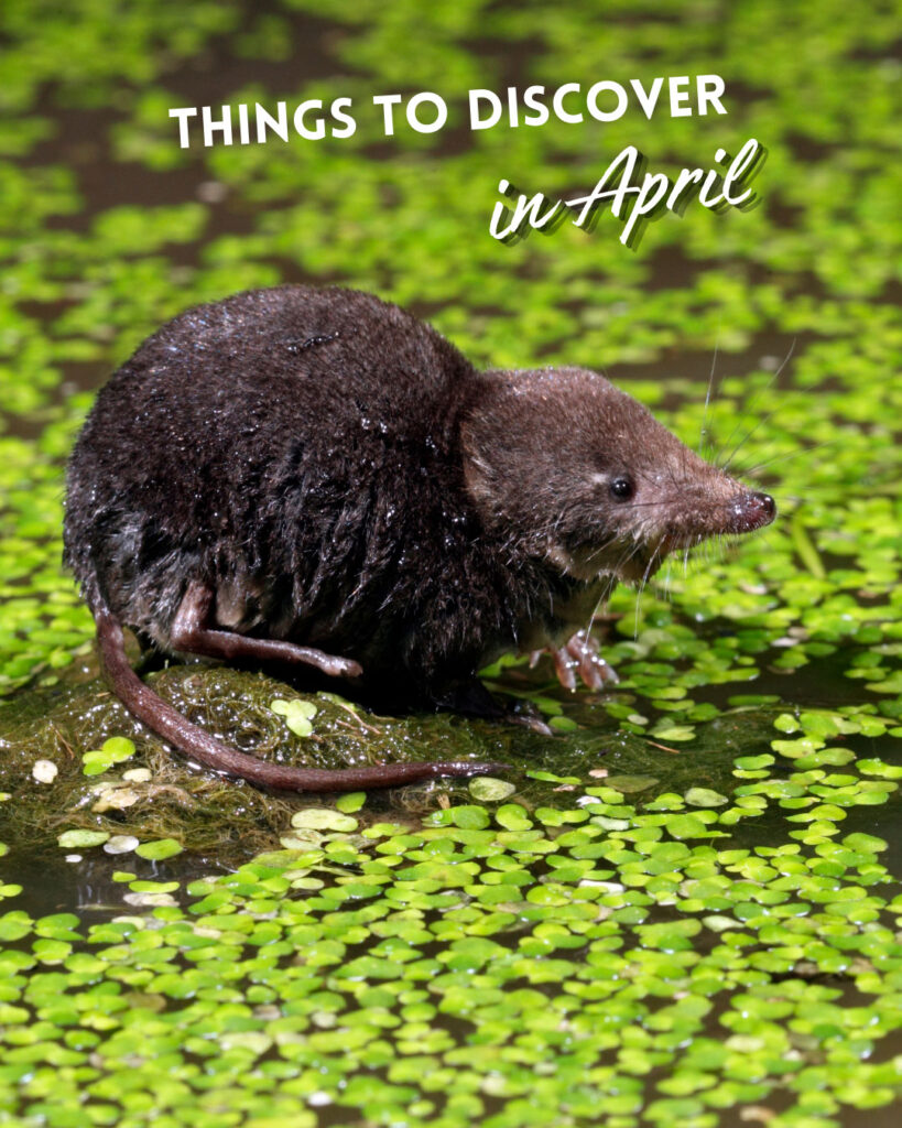 Wildlife Wonders: A Nature-Lover’s Guide to April in the UK