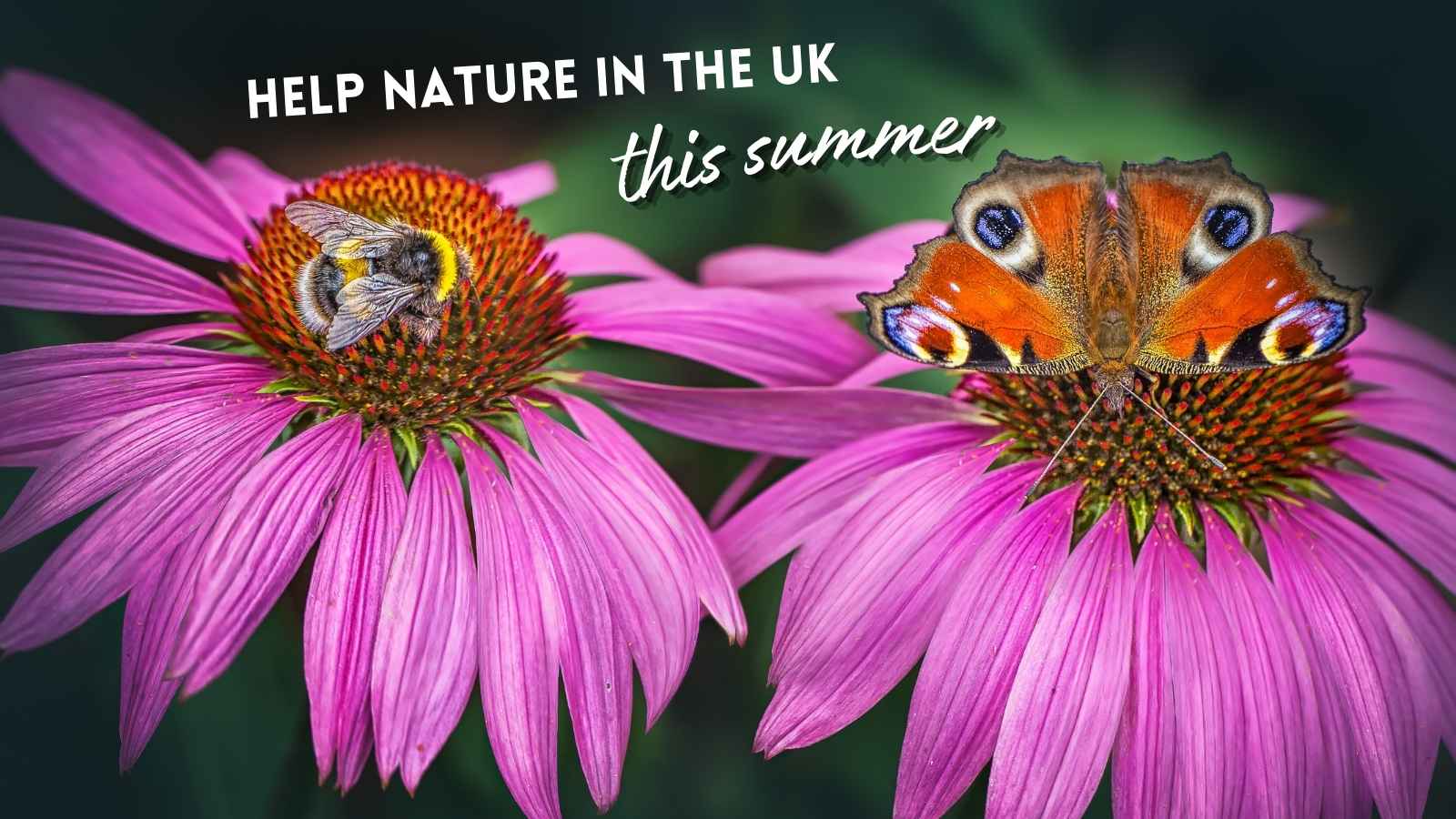 The Ultimate Summer Guide to Helping Nature in the UK