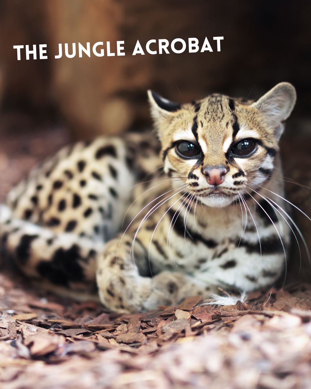 The Margay is the Jungle Acrobat You’ve Never Heard Of.