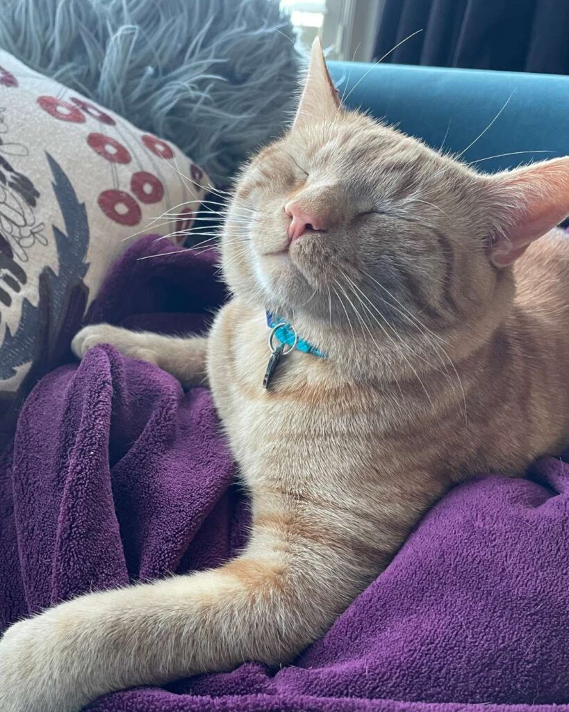 Cats Around the World for International Cat Day