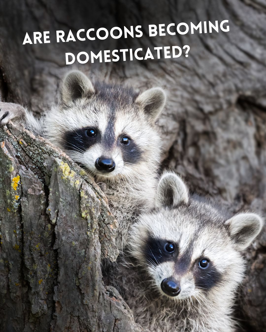 Are raccoons becoming domesticated?
