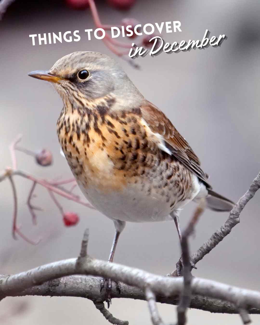 A Guide to Nature in December